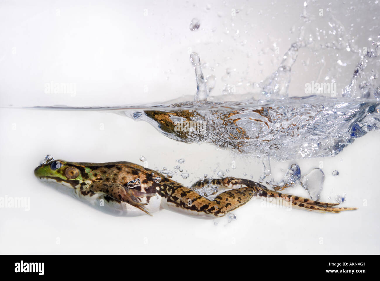 Green frog swimming after jumping and splashing into tank of water high ...