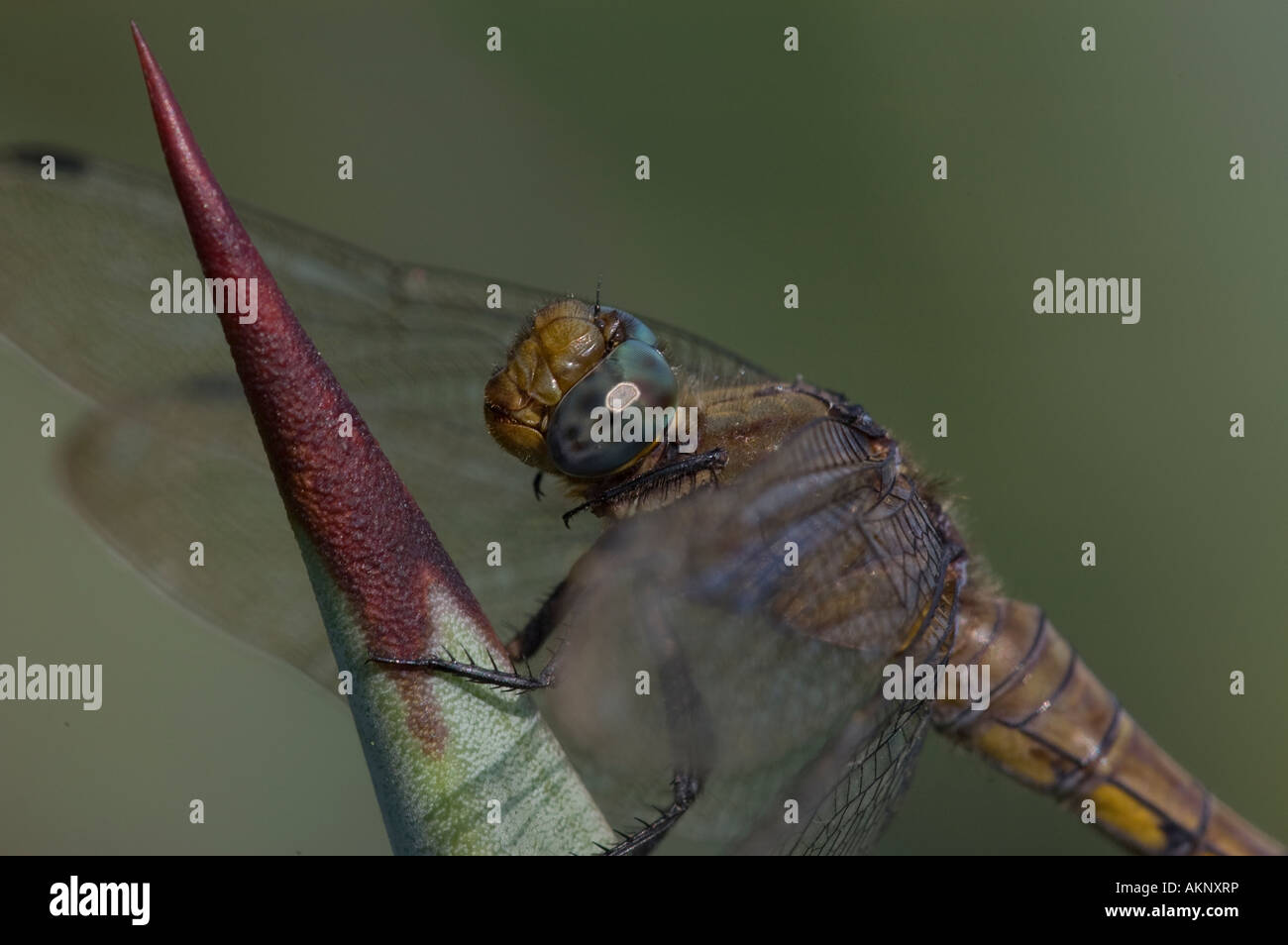 Dragonfly insect animal hi-res stock photography and images - Alamy