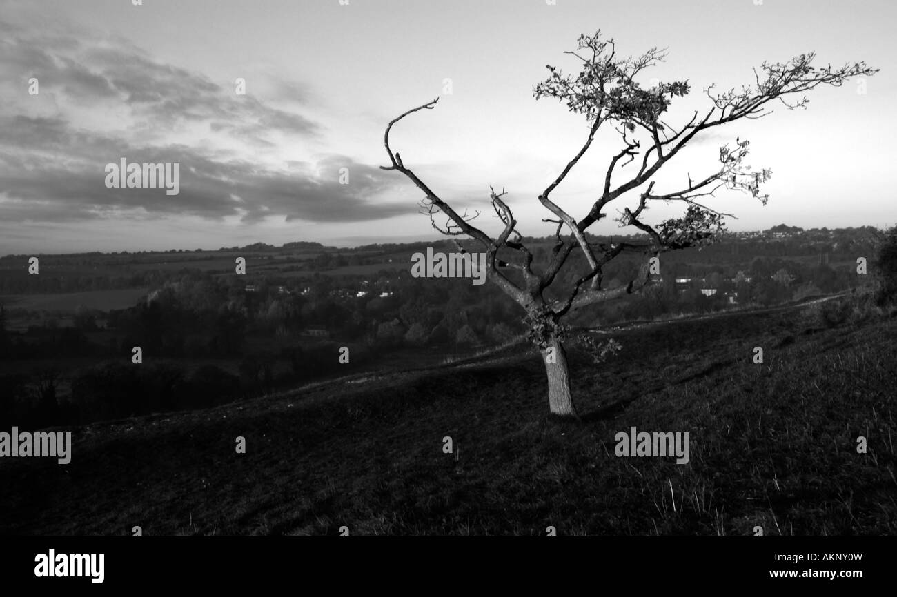 Bleak landscape with tree hi-res stock photography and images - Alamy