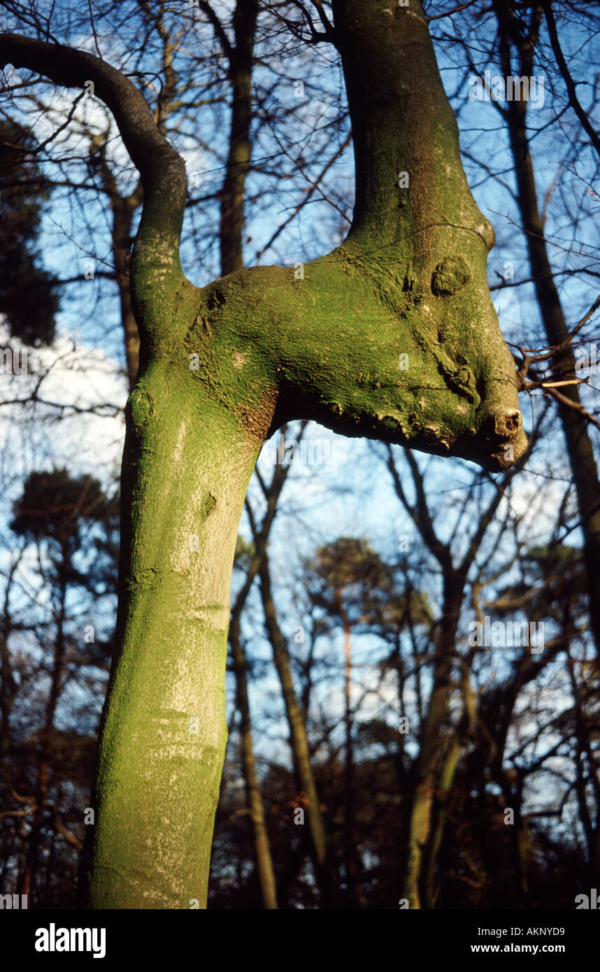 Strange tree like animals head Stock Photo - Alamy
