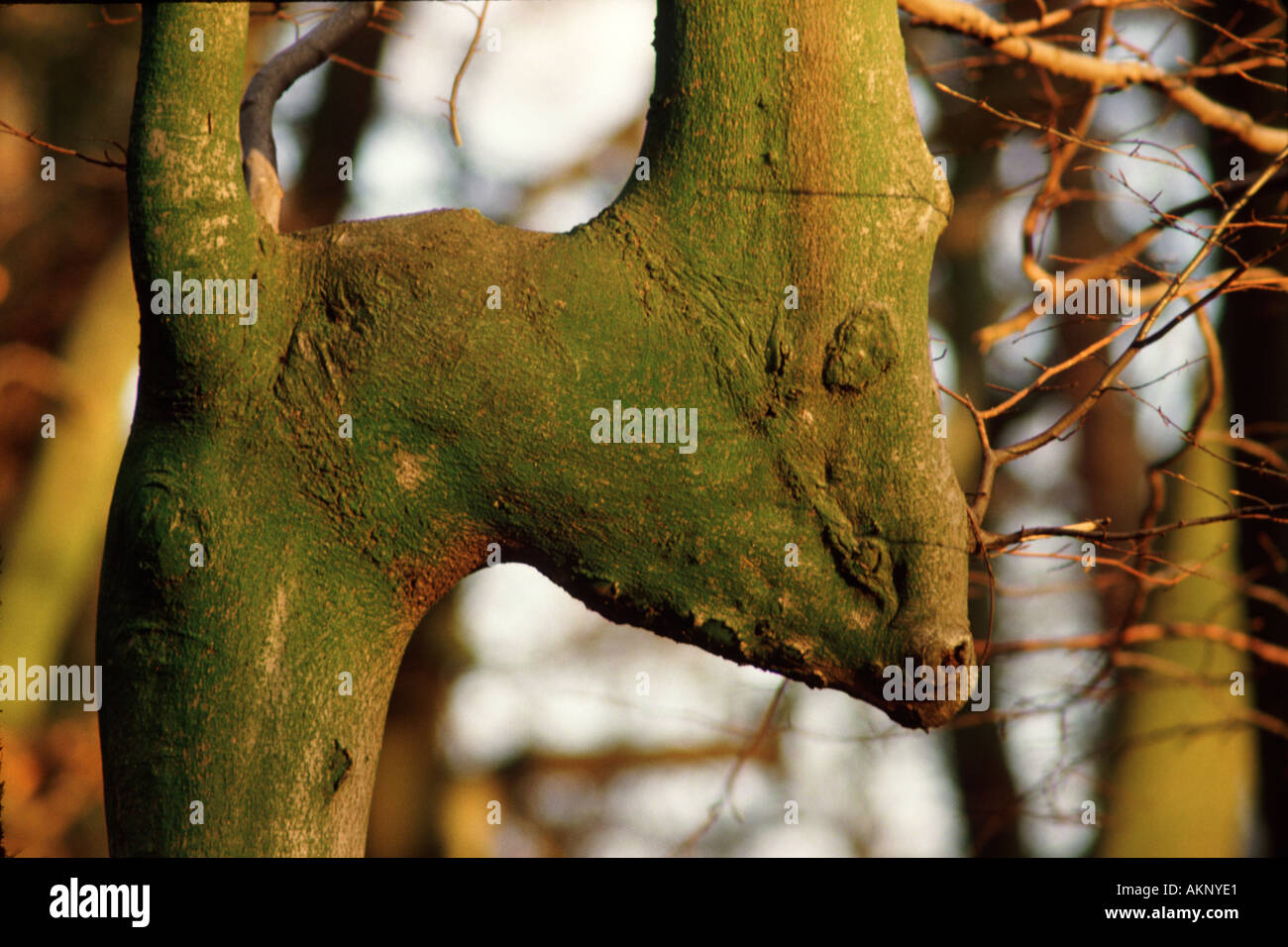 Face like tree trunk bark hi-res stock photography and images - Alamy