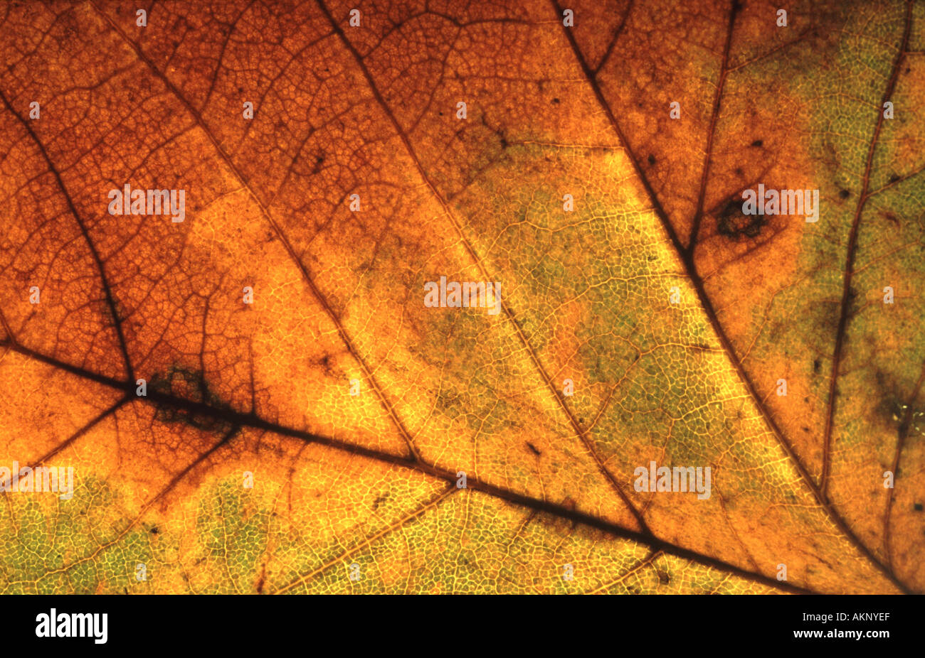 Copper and gold leaf hi-res stock photography and images - Alamy