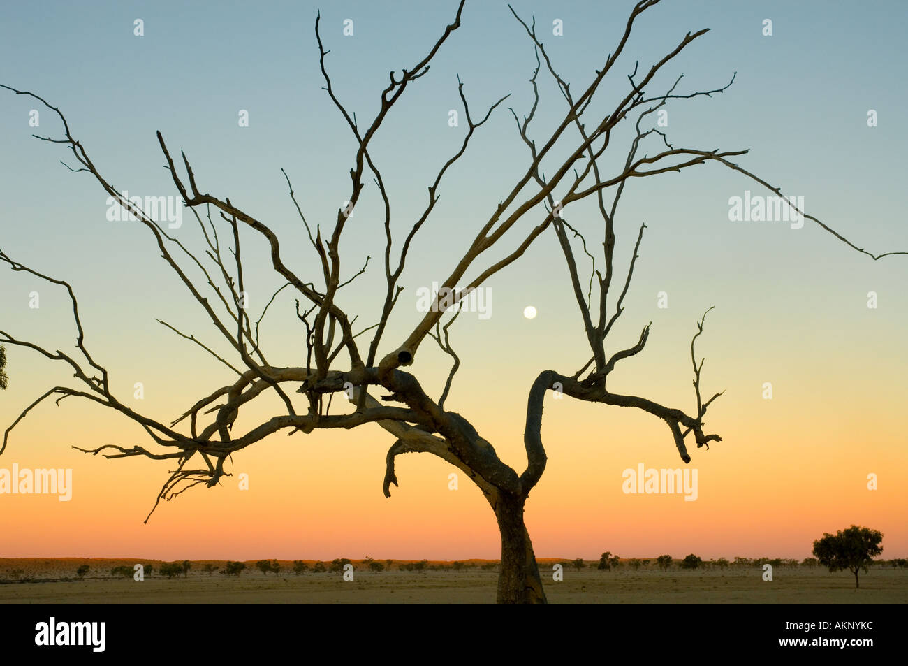 Dying tree hi-res stock photography and images - Alamy