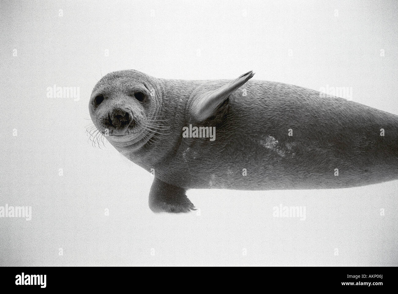 Seal, underwater view Stock Photo - Alamy