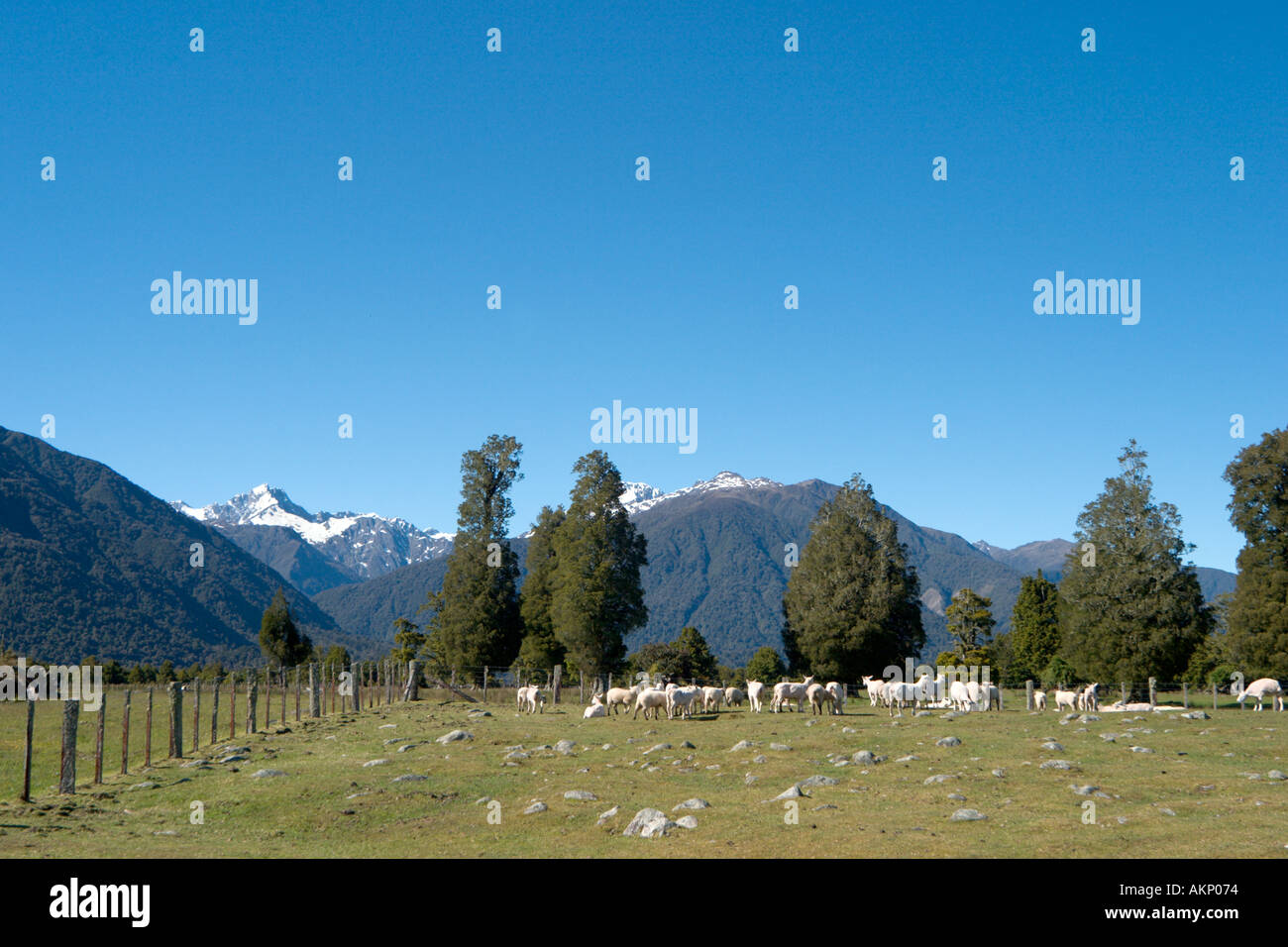 New zealand farm scene hi-res stock photography and images - Alamy