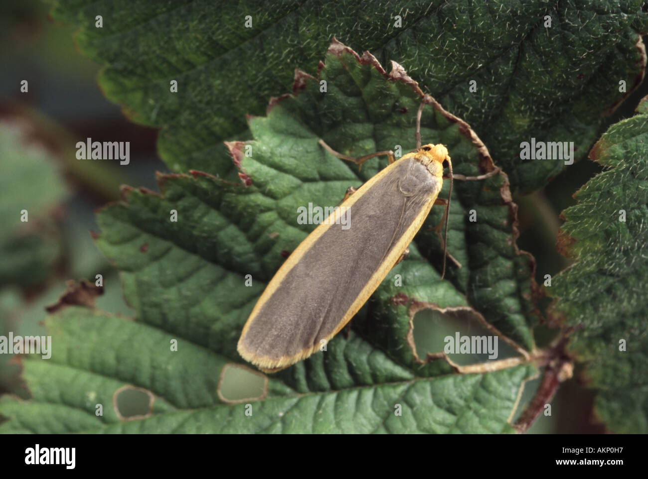 Common Footman moth Eilema lurideola Stock Photo - Alamy