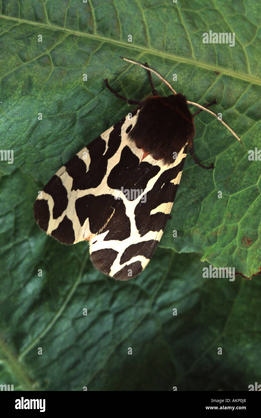 Garden Tiger Moth Arctia caja Stock Photo - Alamy