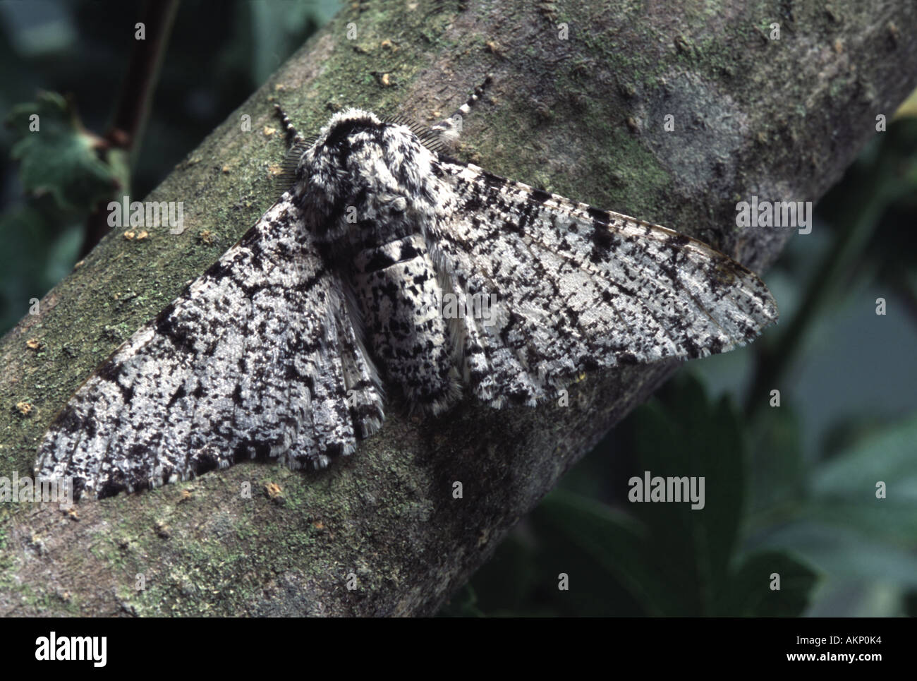 Peppered Moth (Biston betularia Stock Photo - Alamy