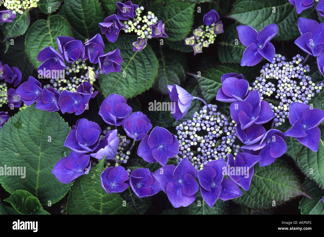 Hydrangea macrophylla GIMPEL Stock Photo - Alamy
