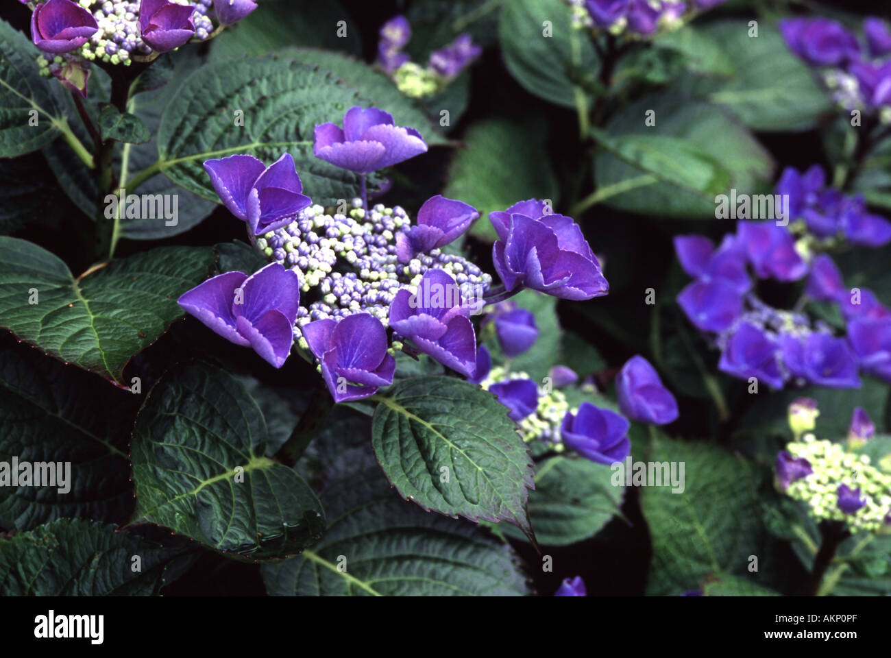 Hydrangea macrophylla GIMPEL Stock Photo - Alamy