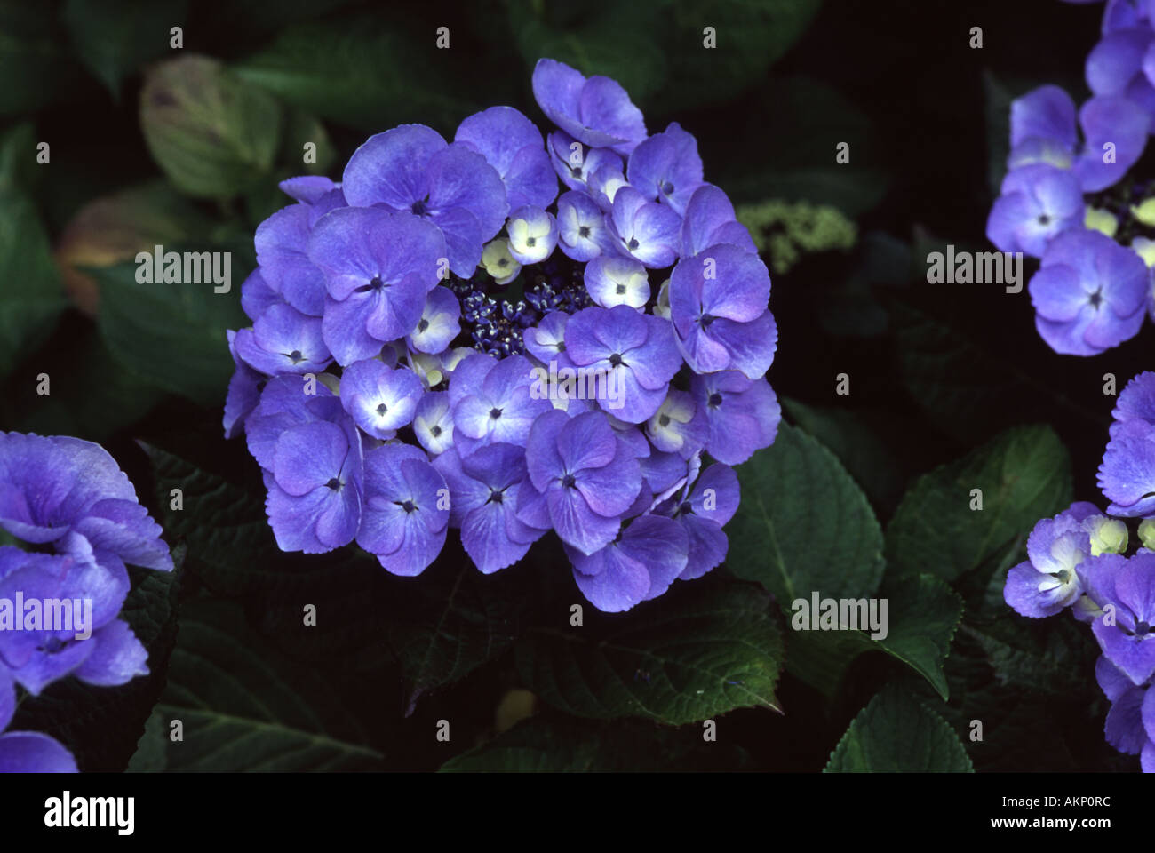 Hydrangea macrophylla BLAULING Stock Photo - Alamy