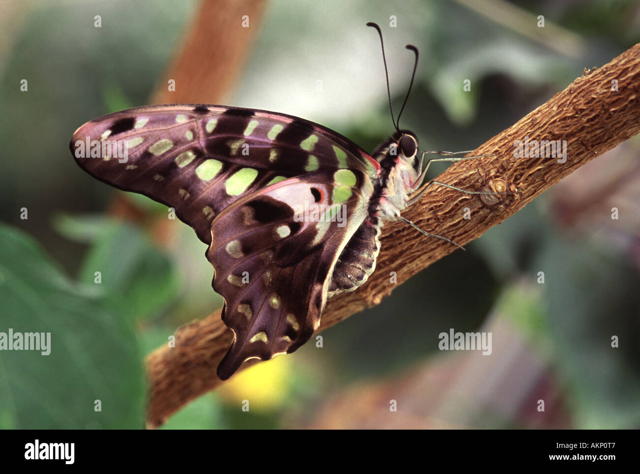 Insect of malaysia hi-res stock photography and images - Alamy