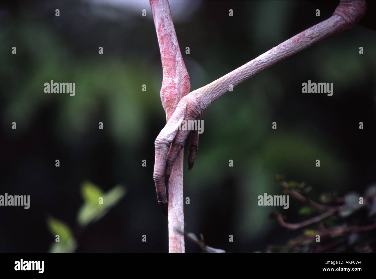 The legs of a milky or painted stork (Mycteria leucocephala Stock Photo ...
