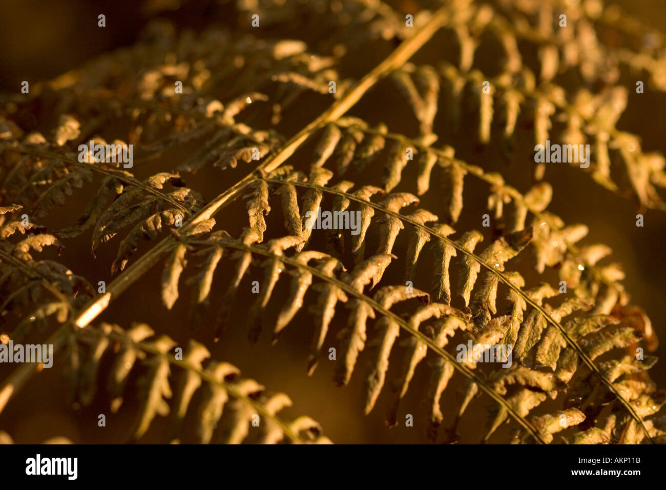 Goldenstructure hi-res stock photography and images - Alamy