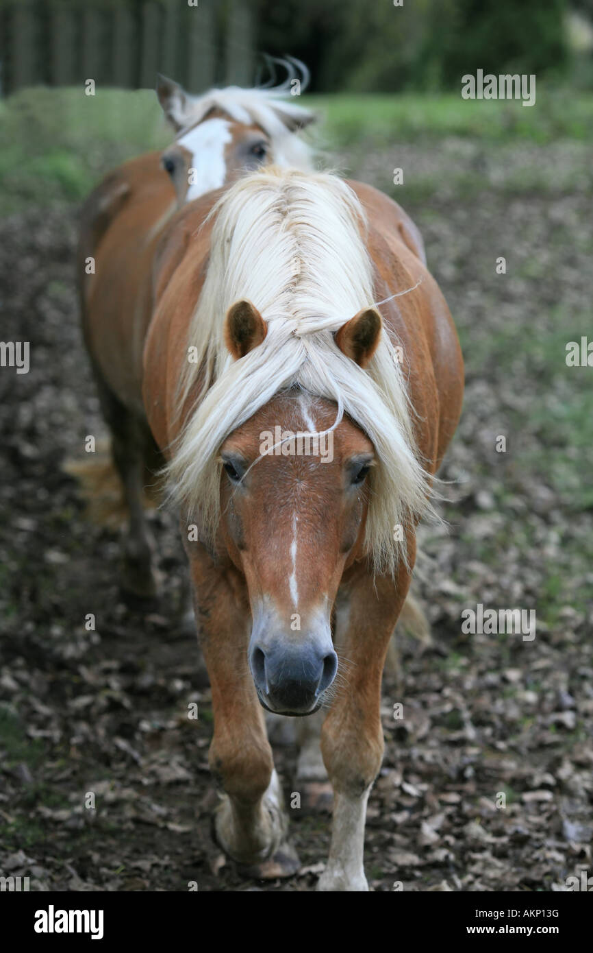 Horse foal uk stud hi-res stock photography and images - Alamy
