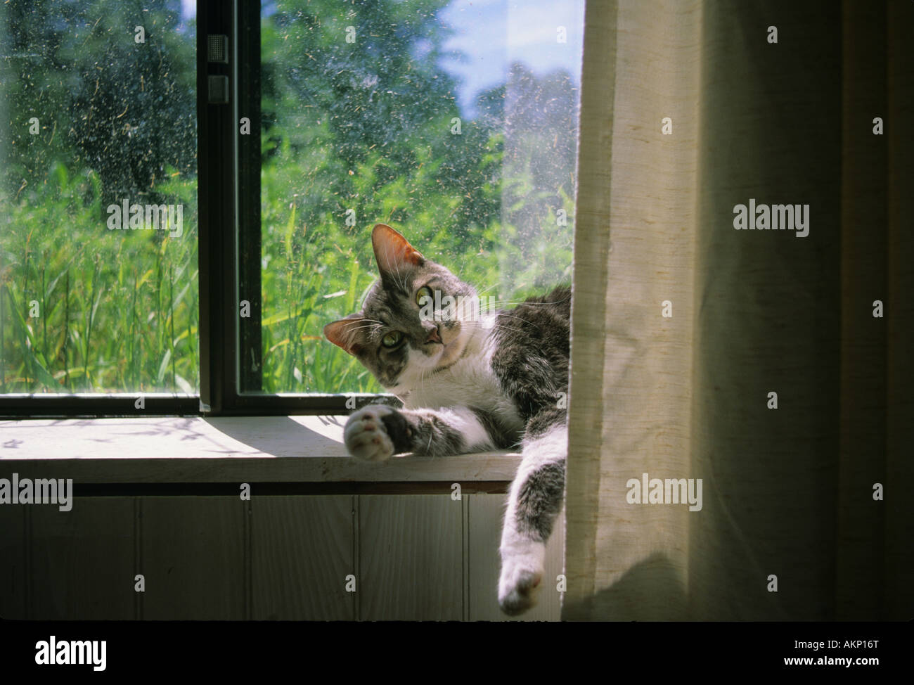 Kitten on window sill hi-res stock photography and images - Alamy