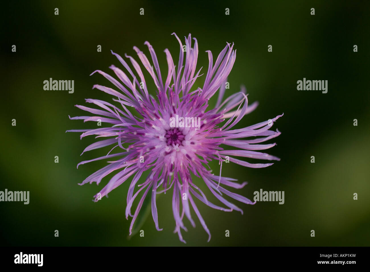 One Purple cornflower or centaurea cyanus Stock Photo - Alamy