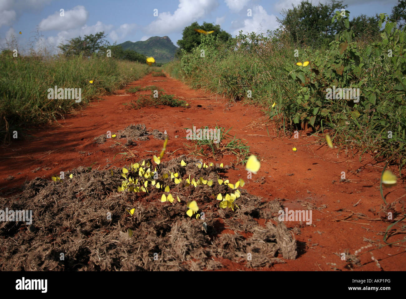 Butterflies of zimbabwe hi-res stock photography and images - Alamy