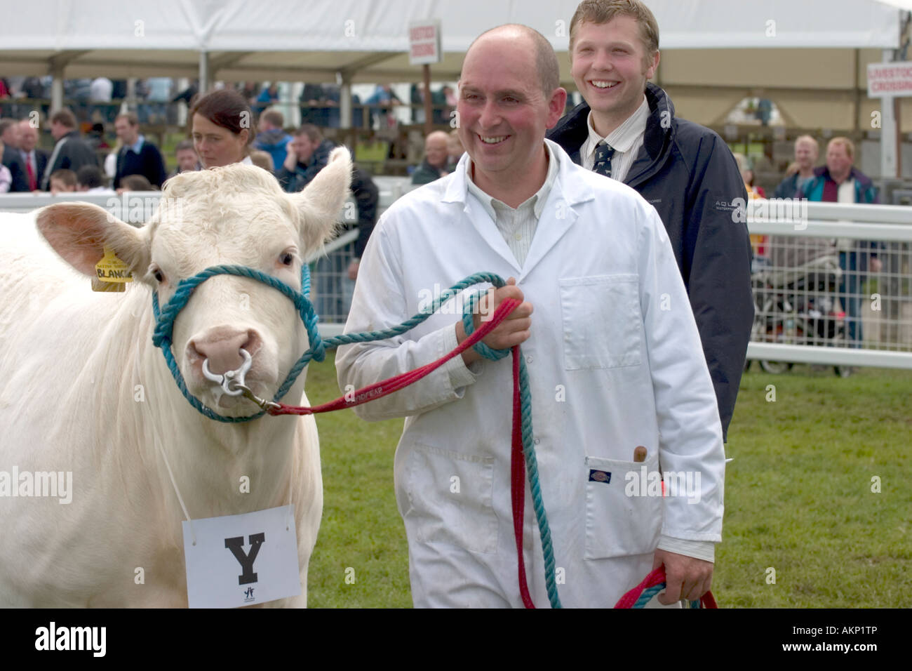 Bull being shown during Royal Highland Show at Ingilston, Edinburgh ...