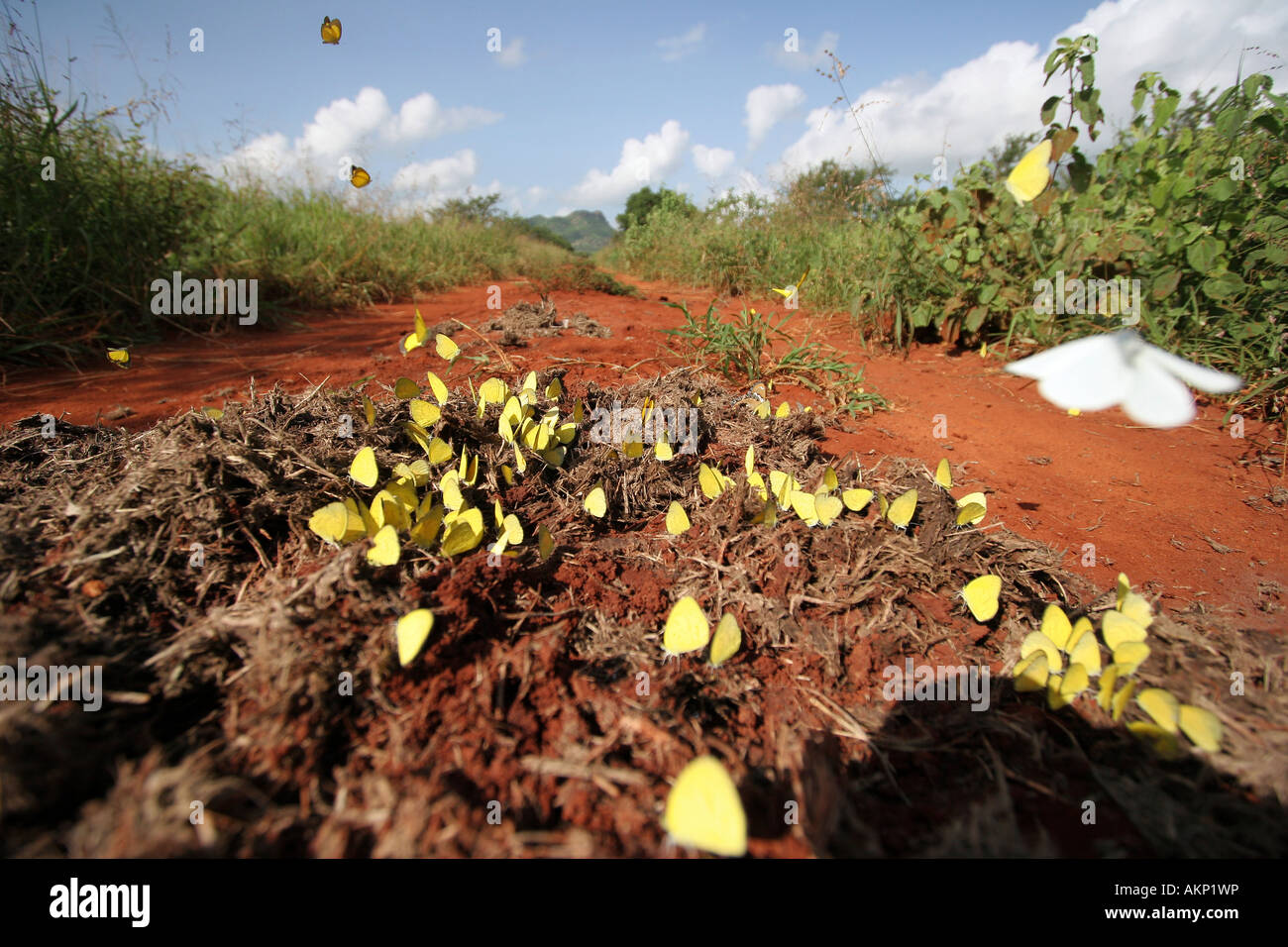 Butterflies of zimbabwe hi-res stock photography and images - Alamy