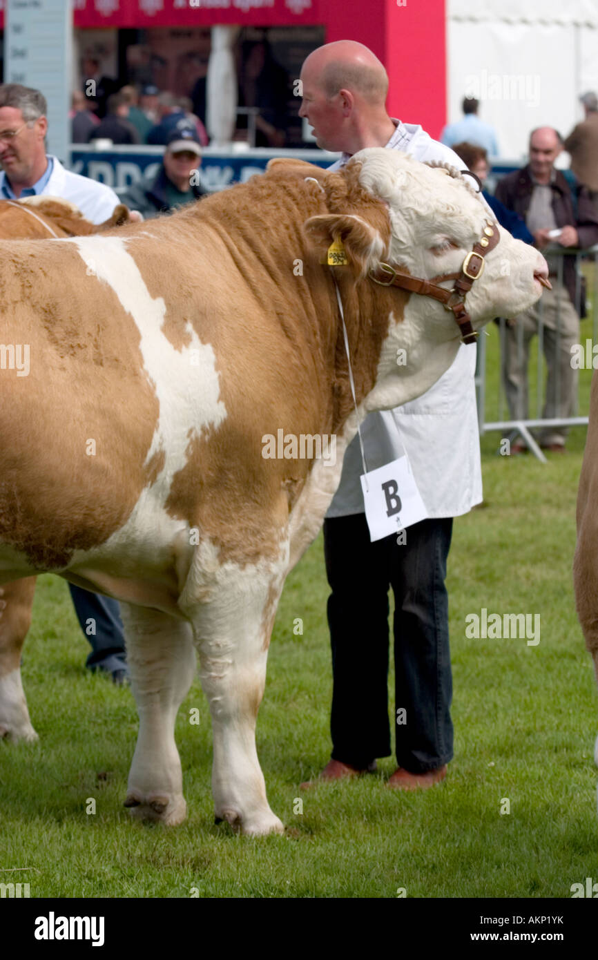 Bull being shown during Royal Highland Show at Ingilston, Edinburgh ...