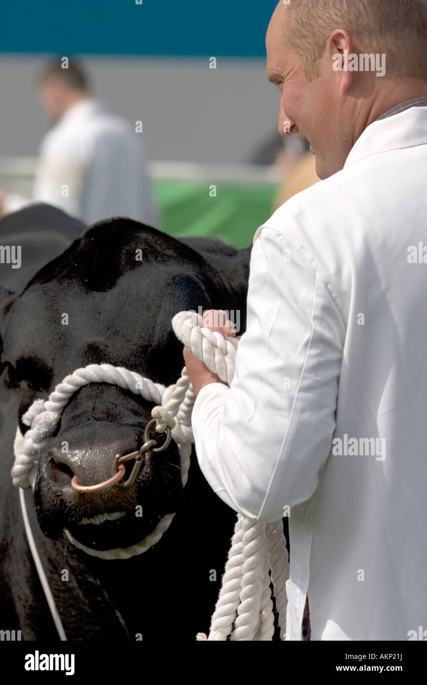 Bull being shown during Royal Highland Show at Ingilston, Edinburgh ...