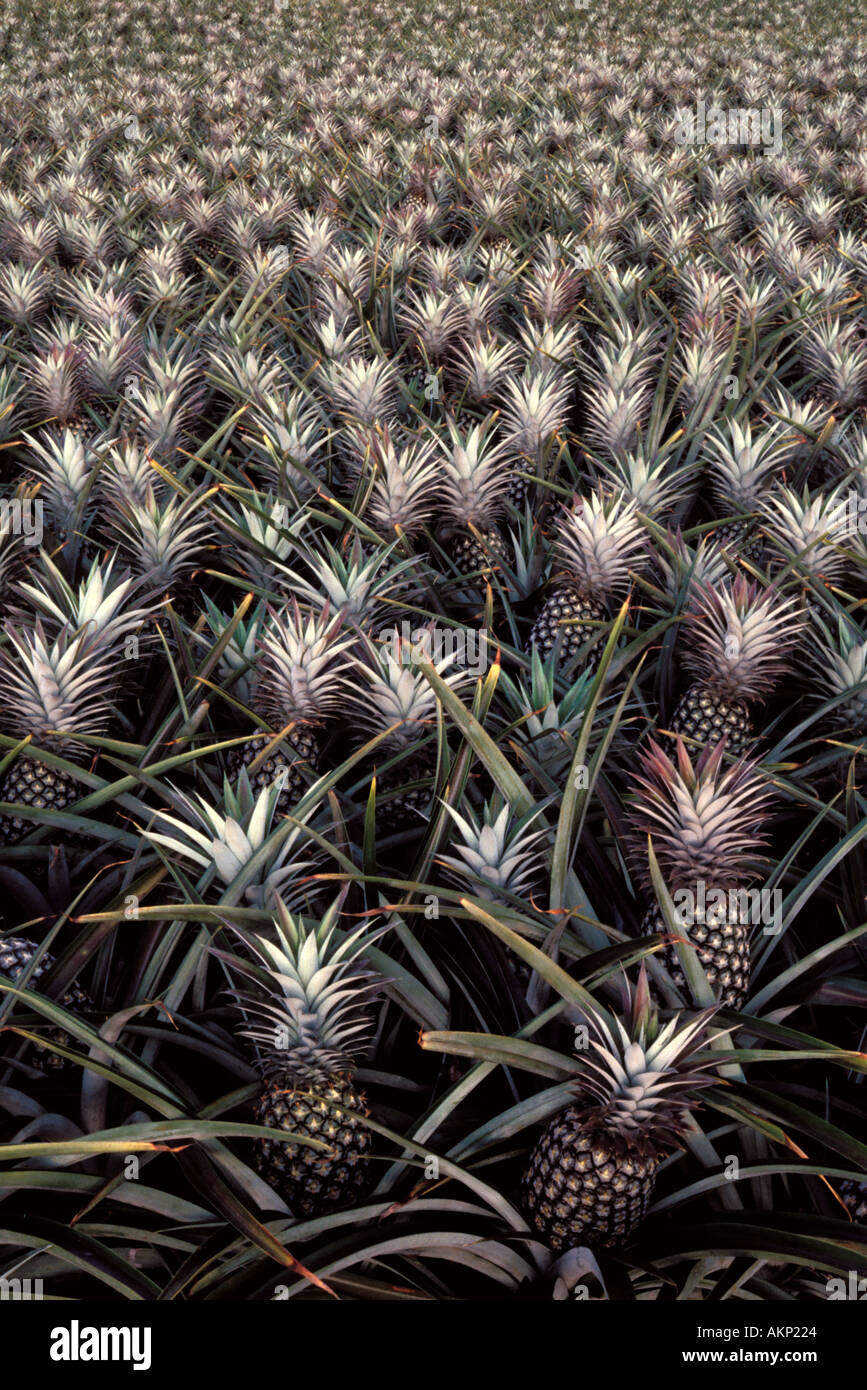 Maui pineapple farm hi-res stock photography and images - Alamy