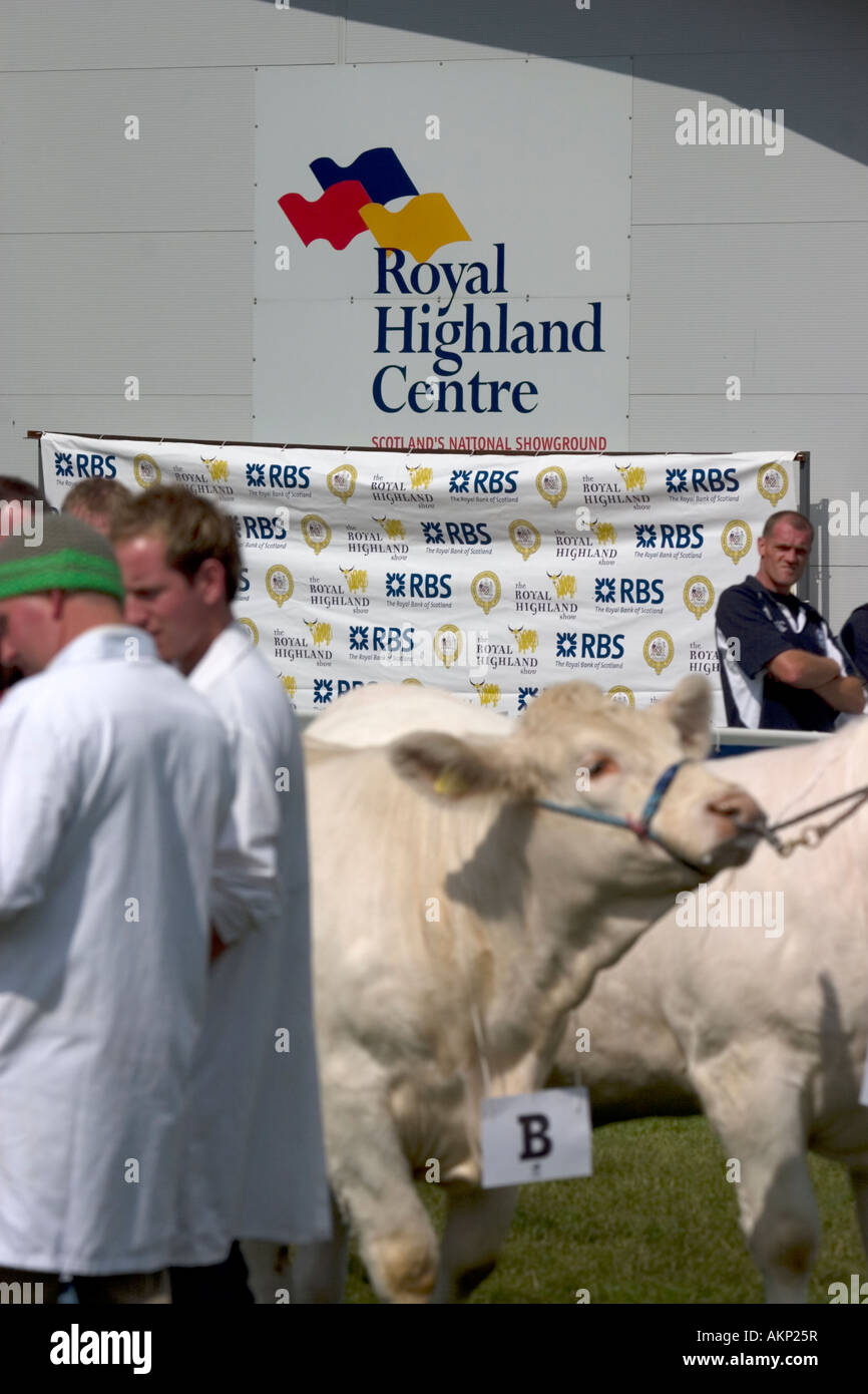 Bull being shown during Royal Highland Show at Ingilston, Edinburgh ...