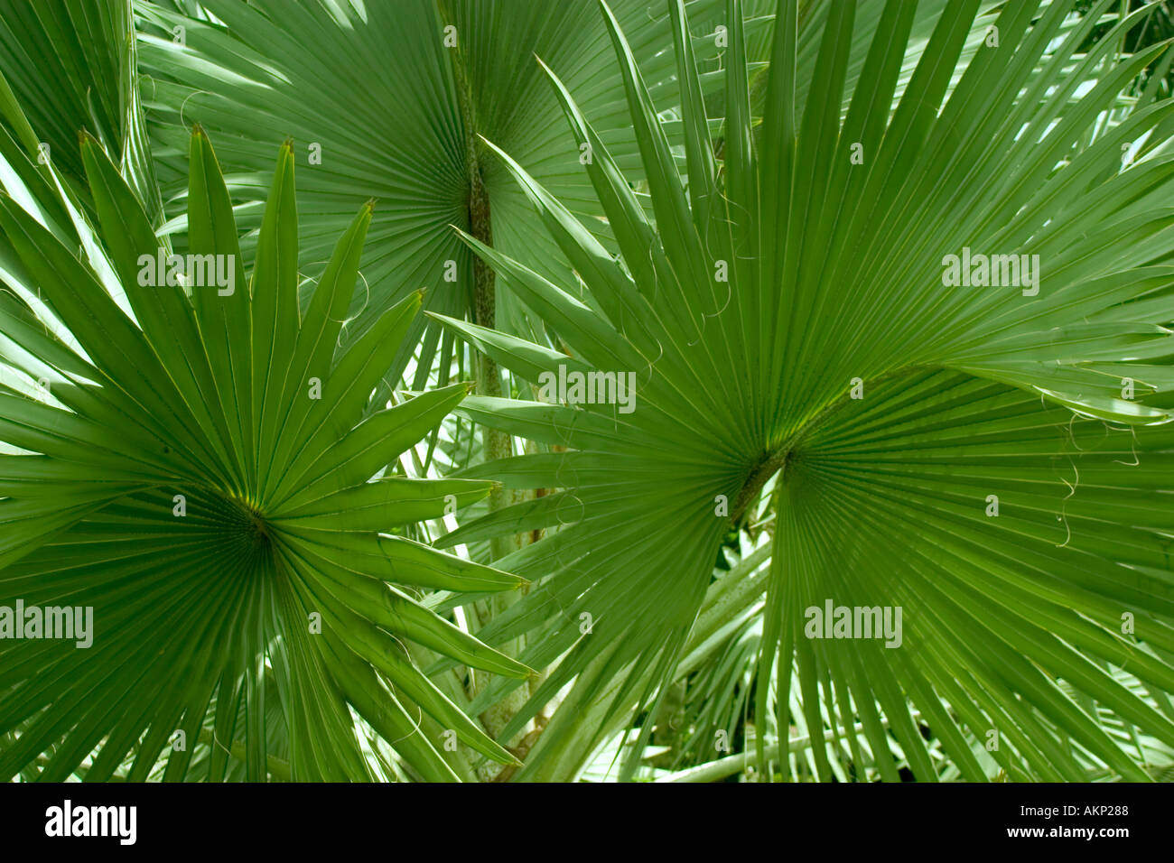 Philippine National Leaf