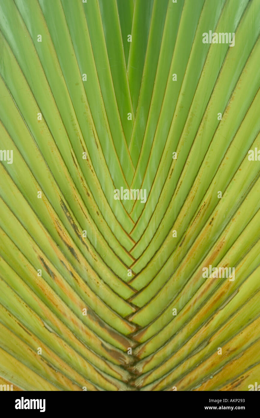 Symmetrical palm tree hi-res stock photography and images - Alamy