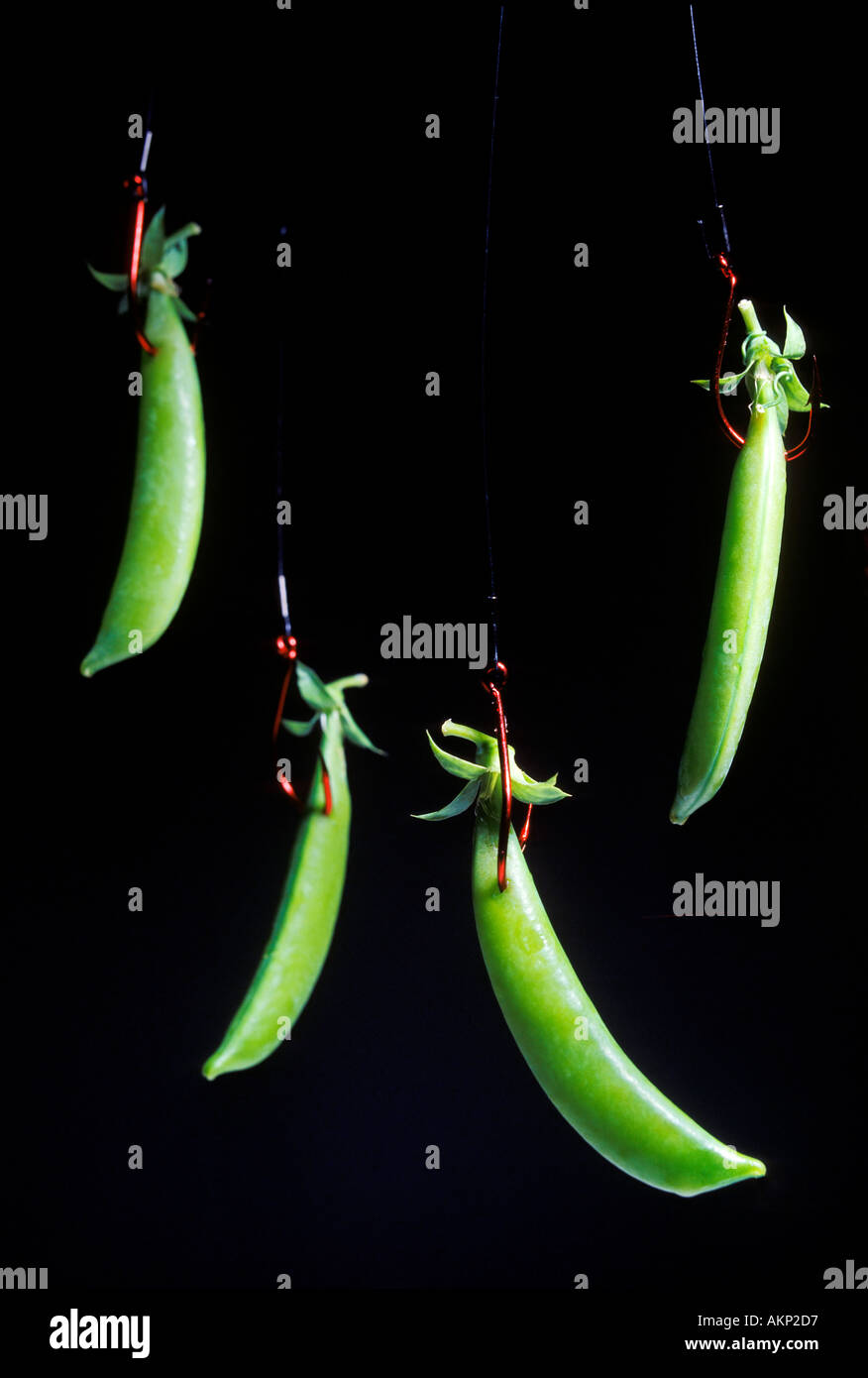Whole green peas on hanging on red fish hooks with black background ...