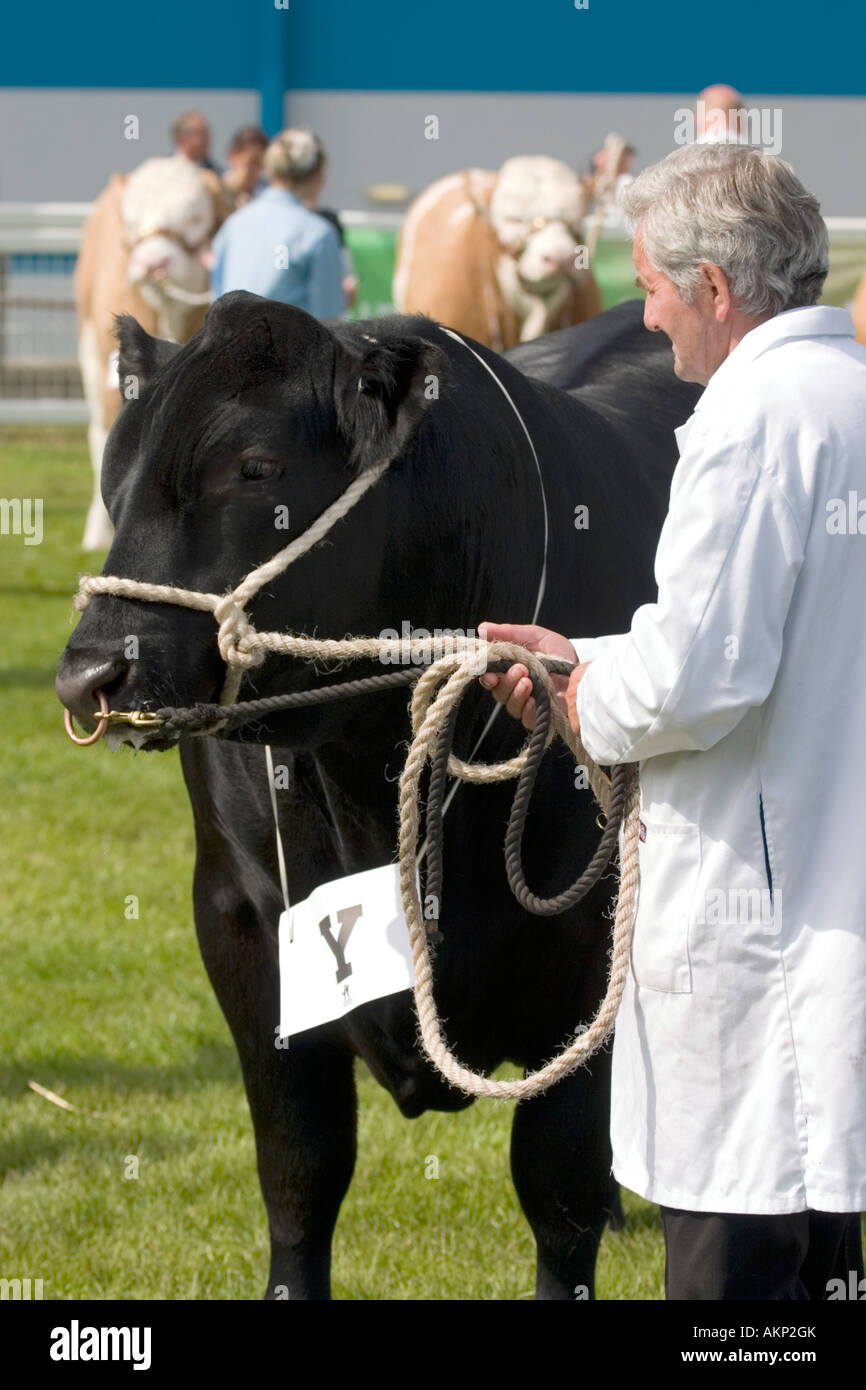 Bull being shown during Royal Highland Show at Ingilston, Edinburgh ...