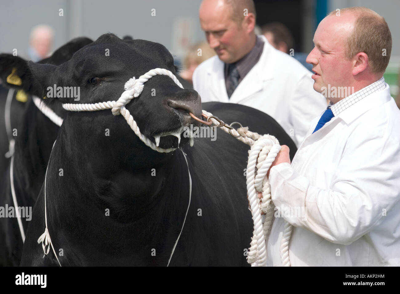 Bull being shown during Royal Highland Show at Ingilston, Edinburgh ...