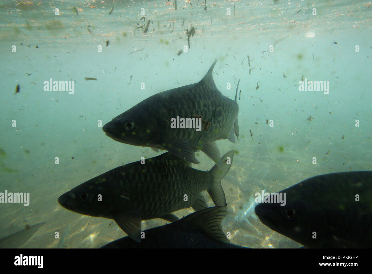 Hippo fish underwater in hi-res stock photography and images - Alamy