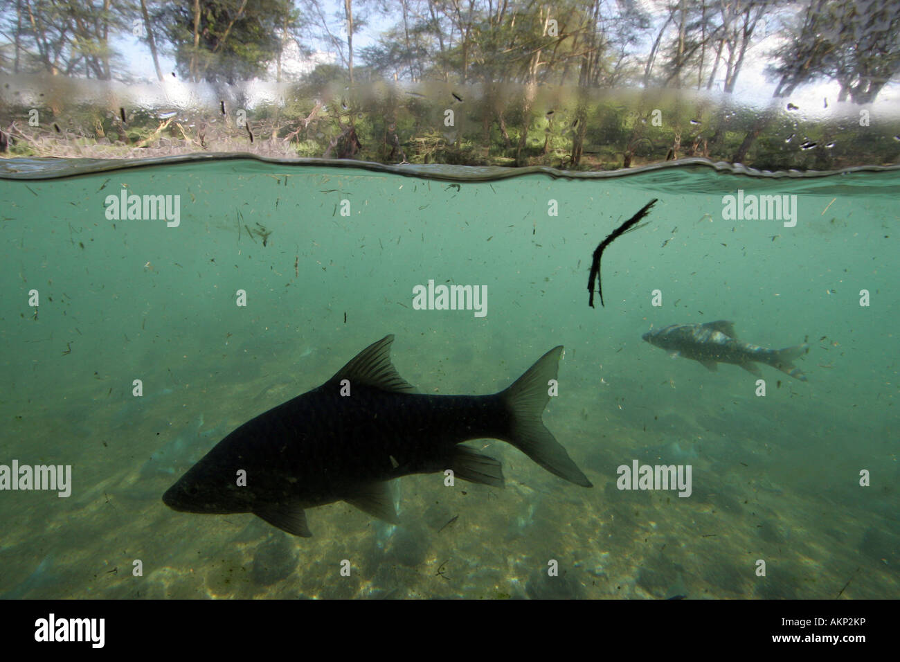 Hippo fish underwater in hi-res stock photography and images - Alamy