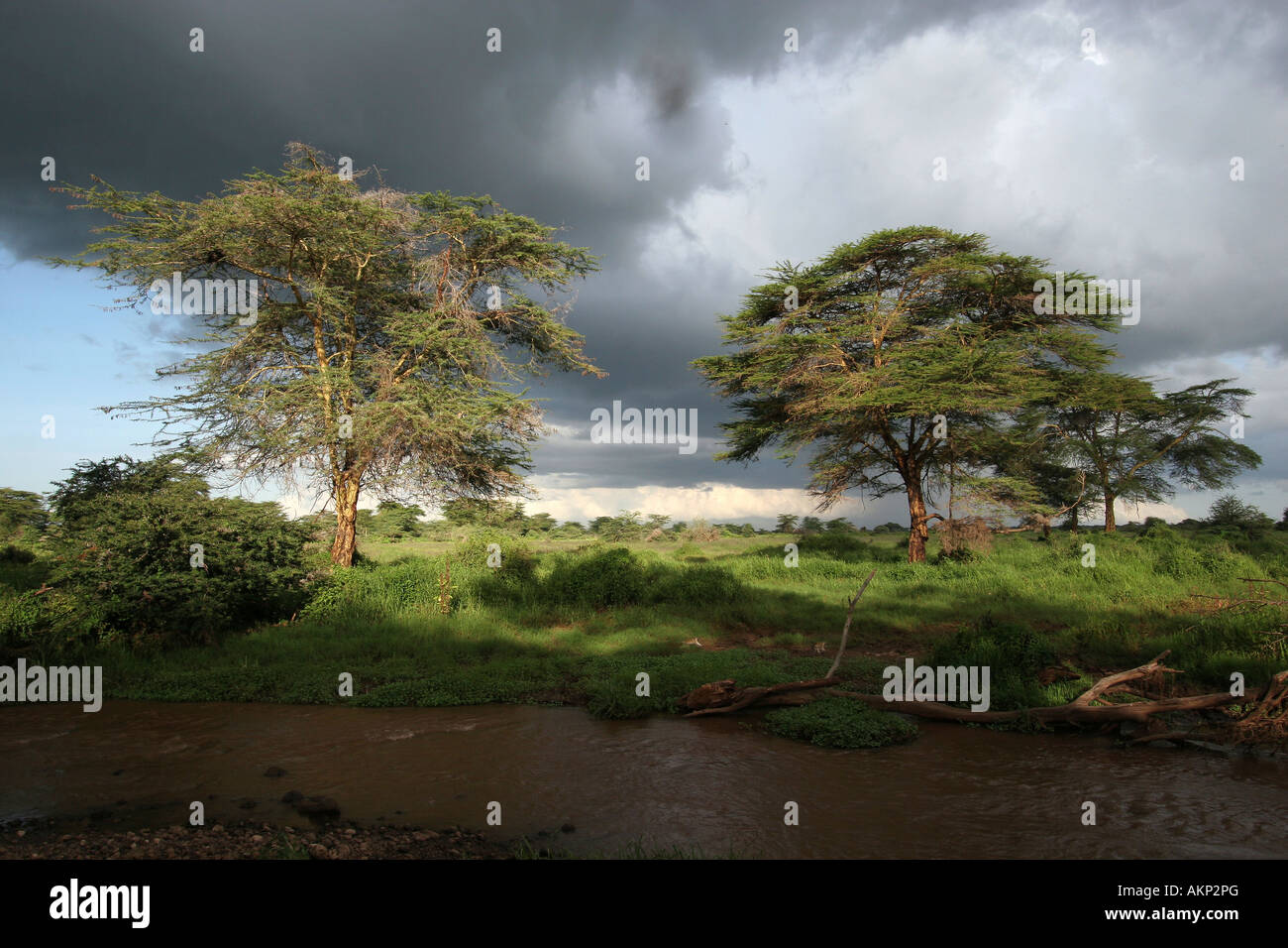 trees in kimana wildlife reserve Stock Photo - Alamy