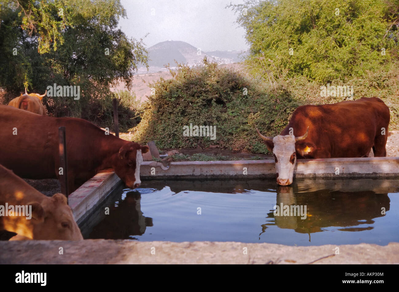 Israel, Cows drinking near Mount Tabor Stock Photo - Alamy
