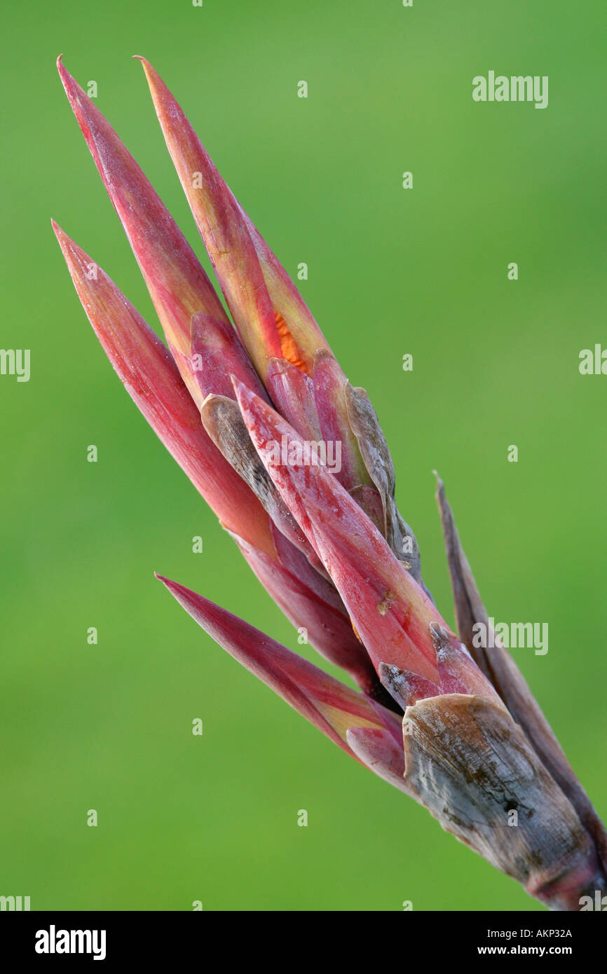 Flower bud of Canna Striata plant Stock Photo - Alamy