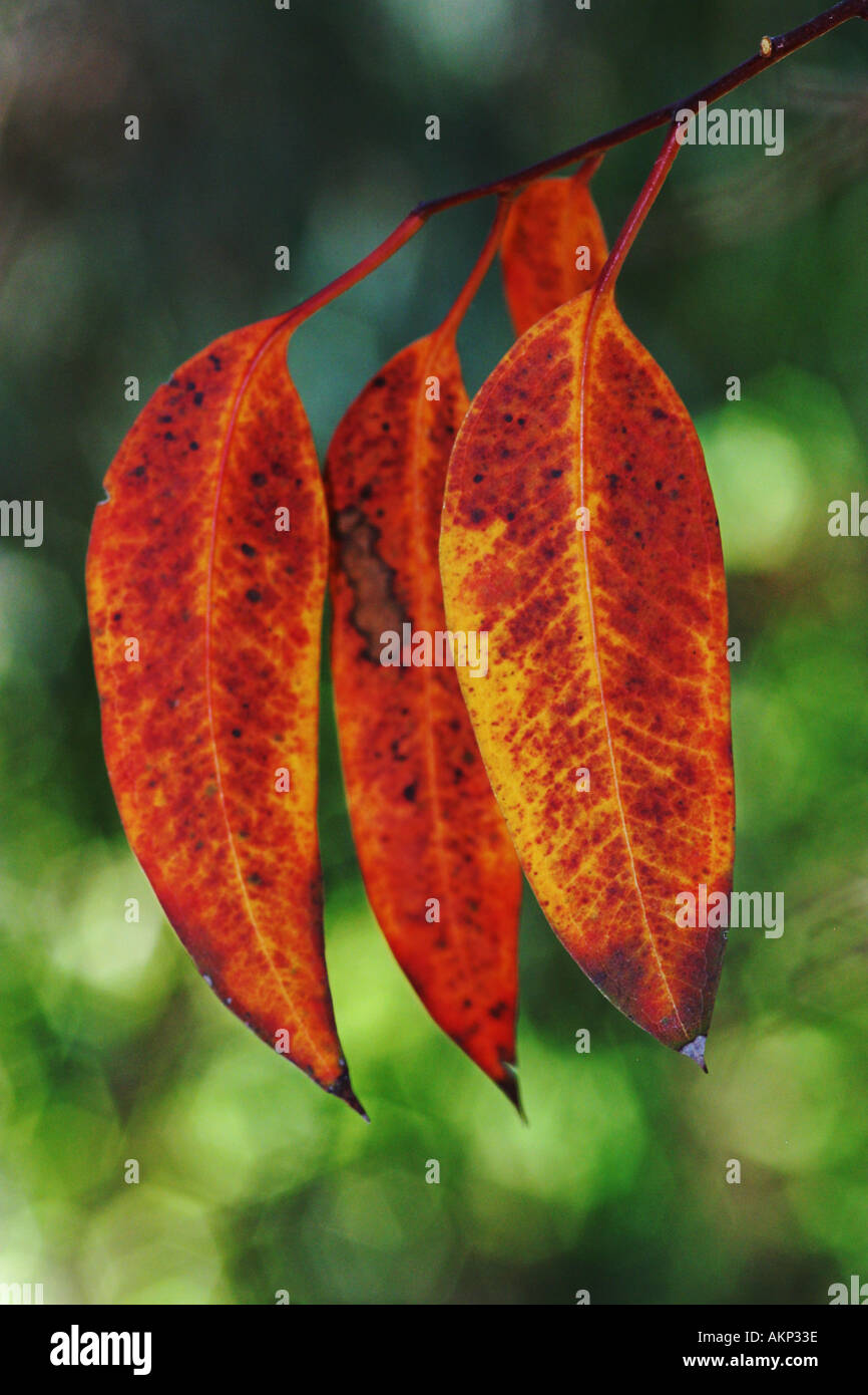 Three autumn leaves Stock Photo - Alamy
