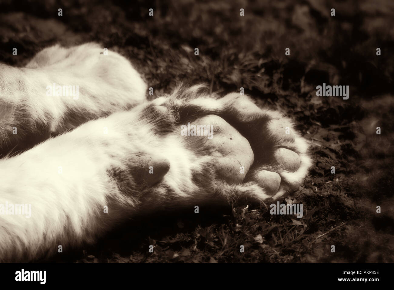 Lion feet hi-res stock photography and images - Alamy