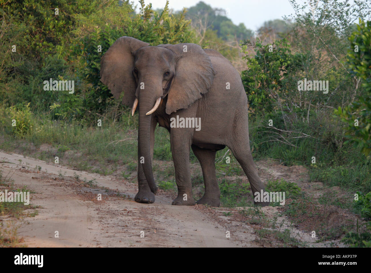 Tsavo national park elephant tusker hi-res stock photography and images ...