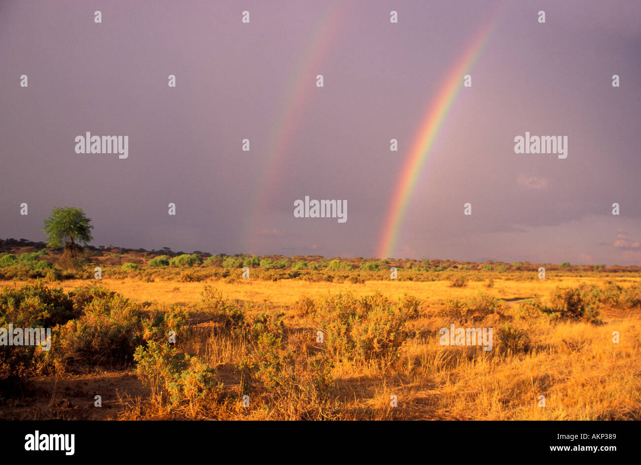 double rainbow in the African savanna Stock Photo - Alamy