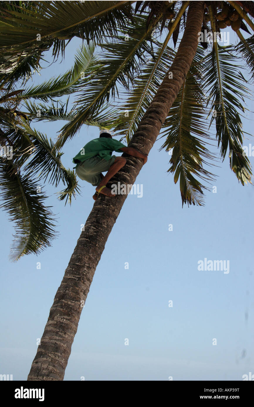 climbing in a coconut tree Stock Photo - Alamy