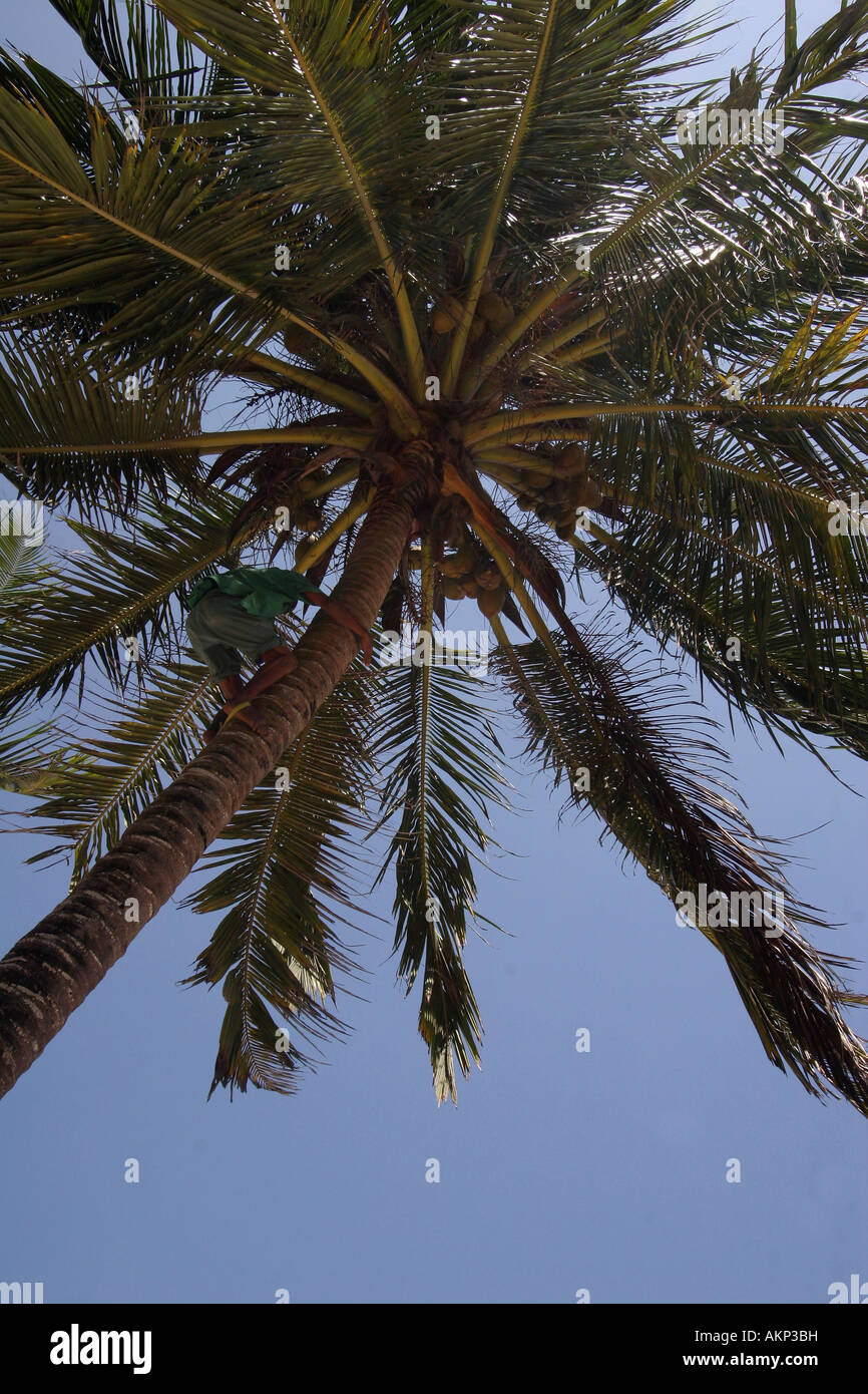 climbing in a coconut tree Stock Photo - Alamy