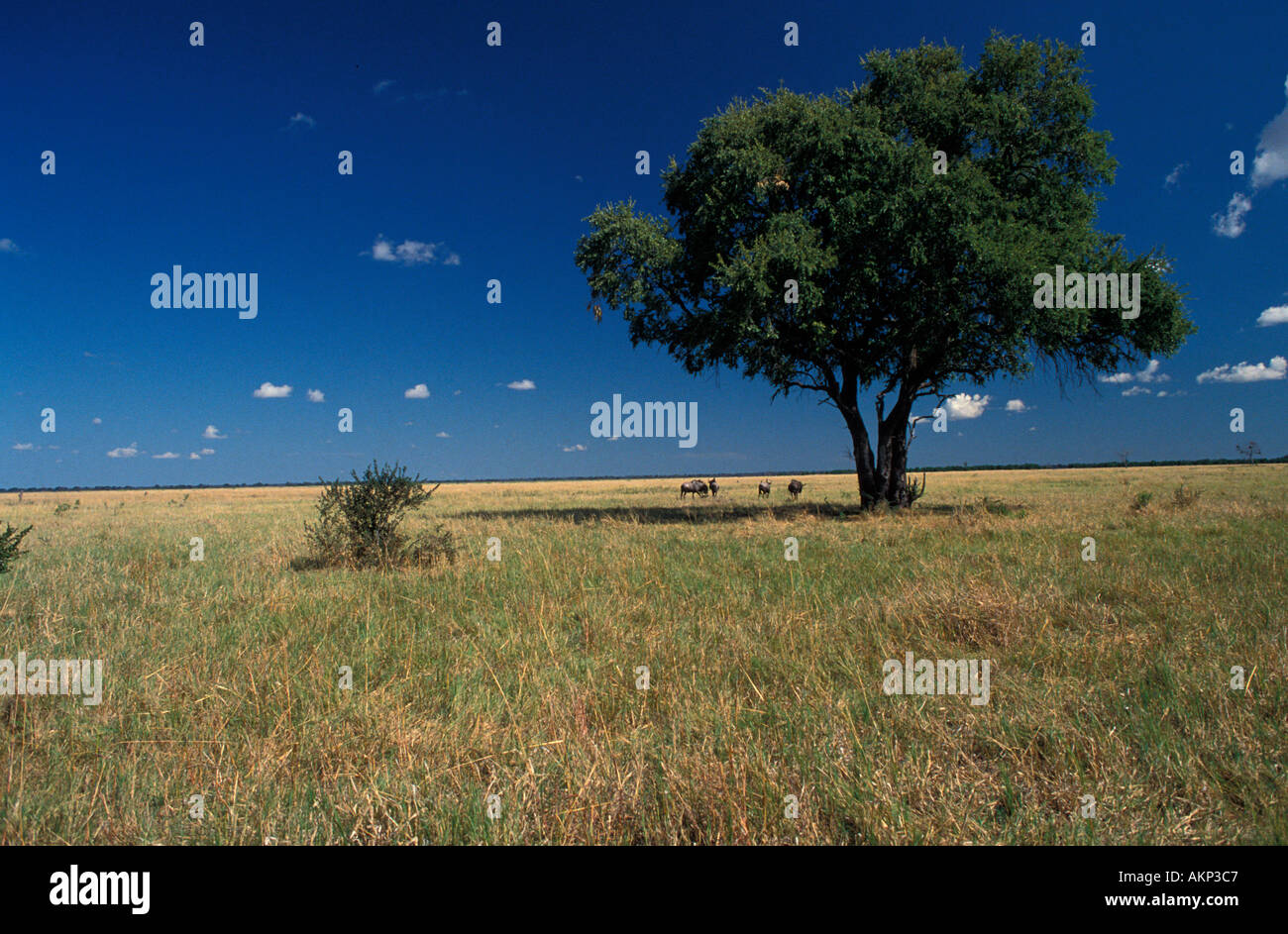 Savuti plain hi-res stock photography and images - Alamy