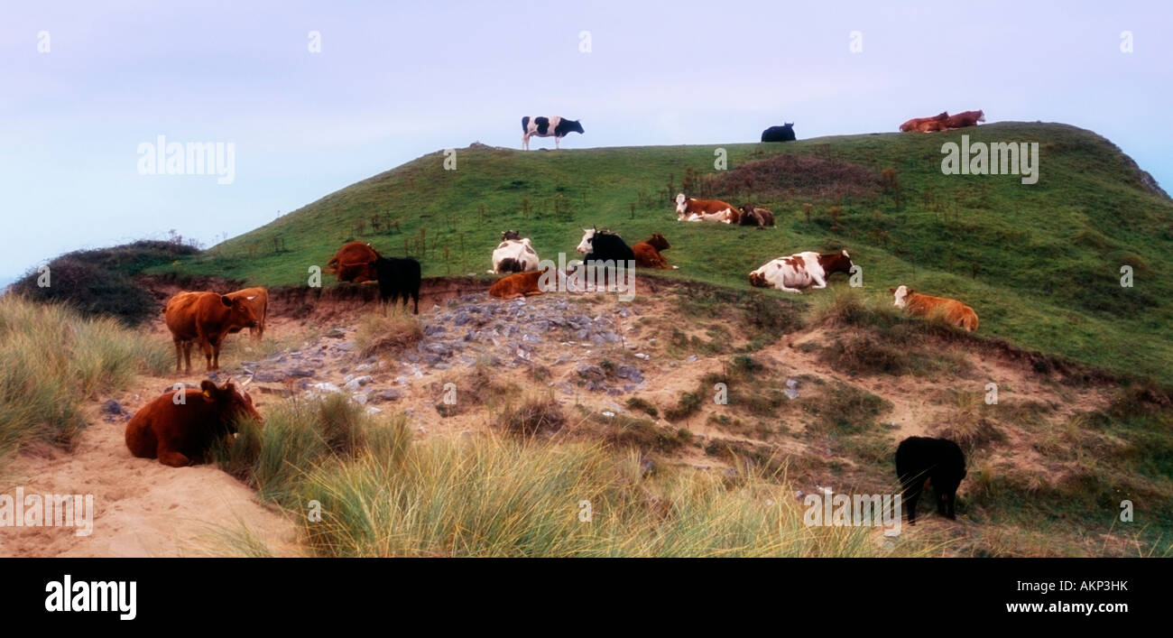 COWS ON THE GOWER SOUTH WALES UK Stock Photo - Alamy