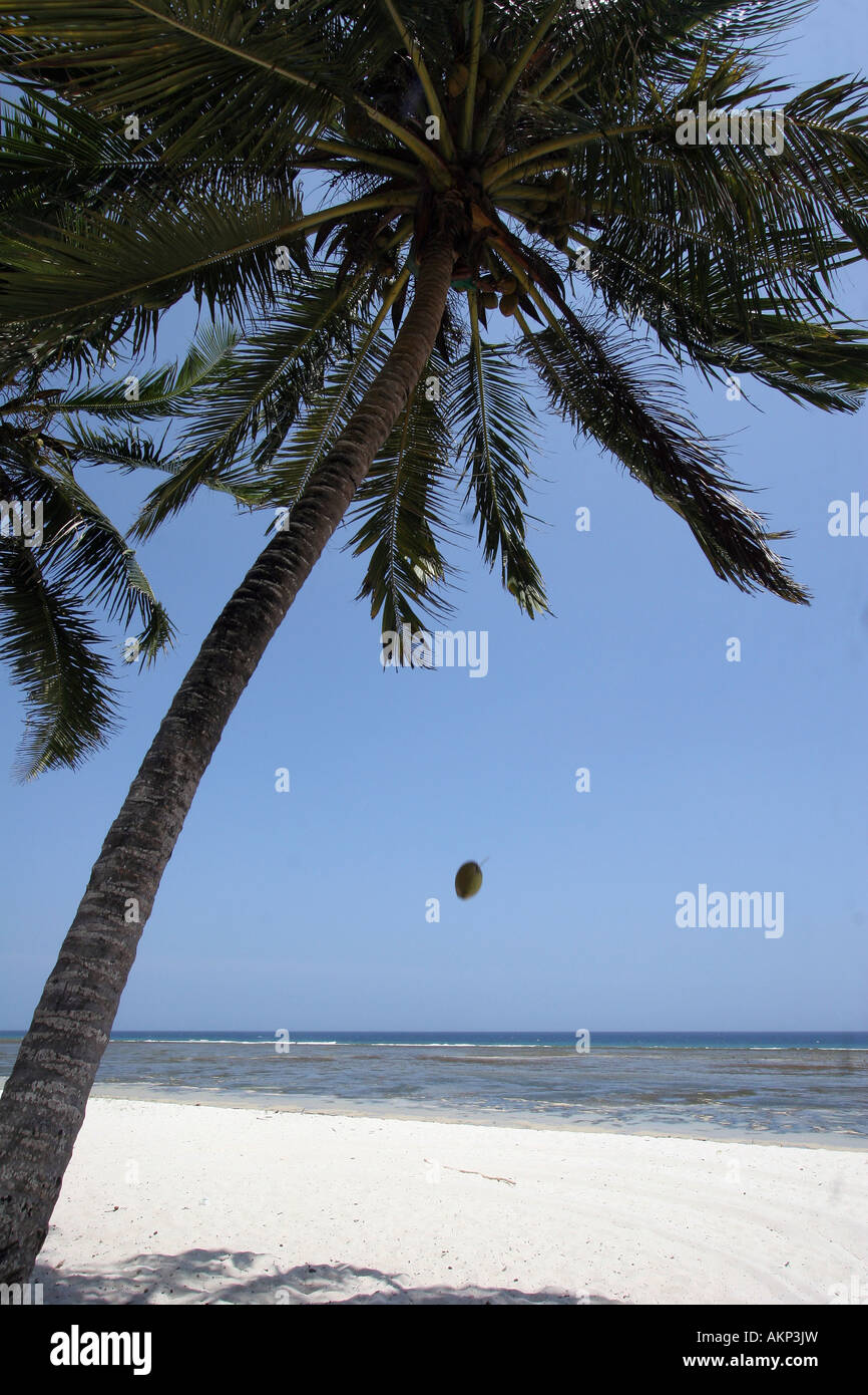 coconut falling from palm tree Stock Photo - Alamy