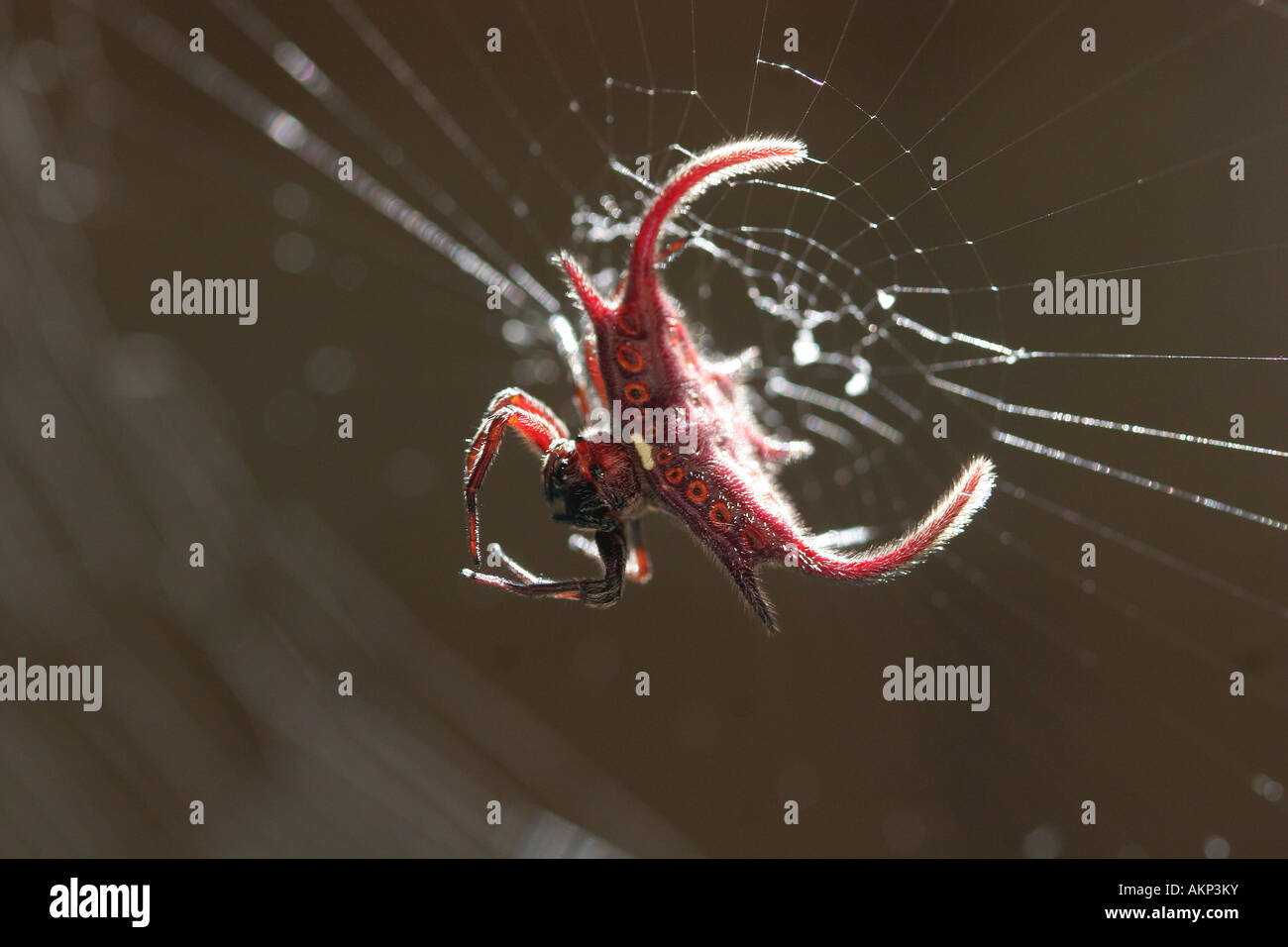 Horned spider hi-res stock photography and images - Alamy