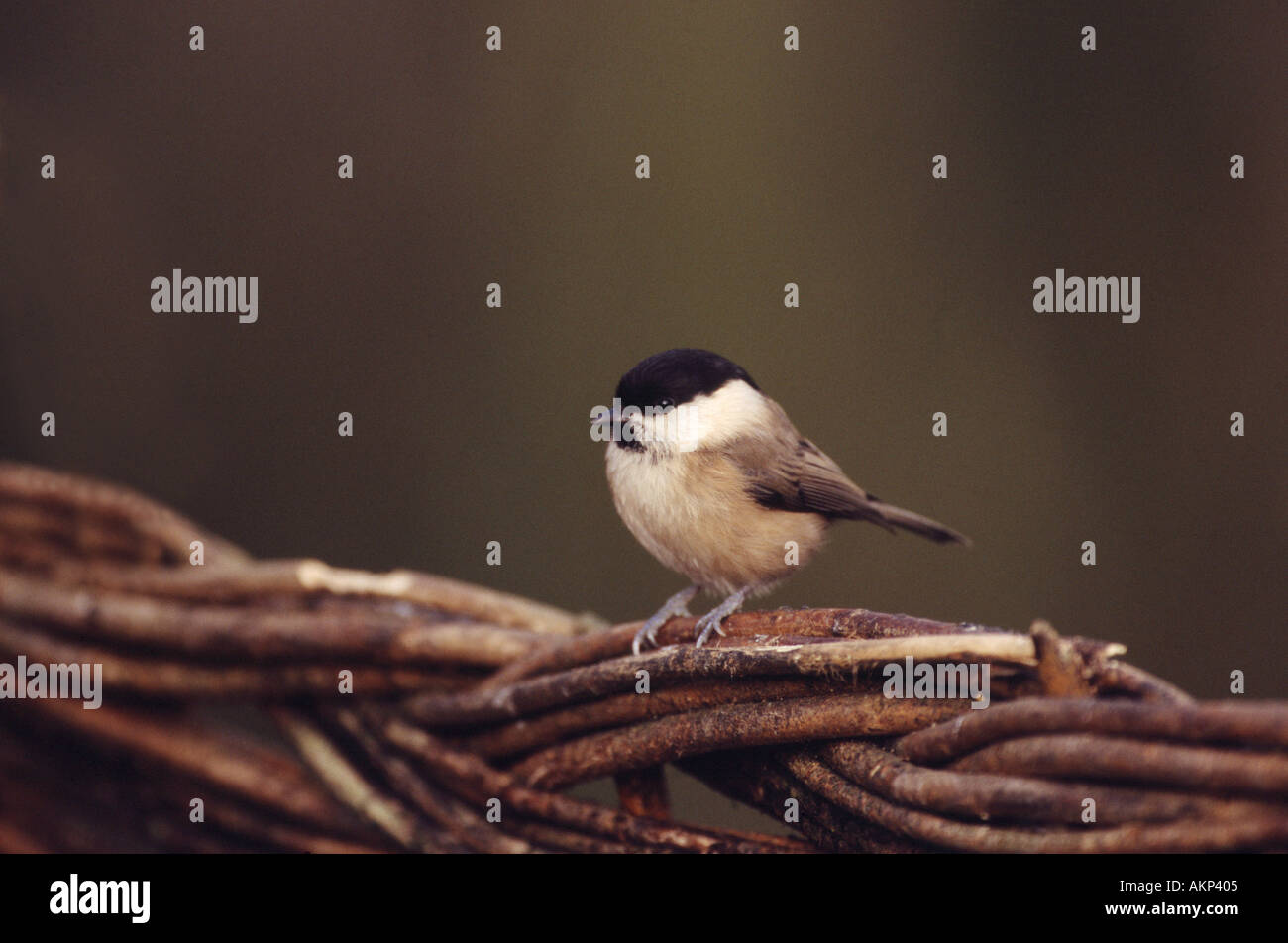 Willow Tit Parus montanus Stock Photo - Alamy