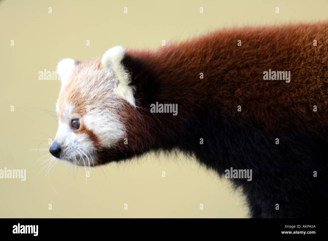 Panda headshot hi-res stock photography and images - Alamy